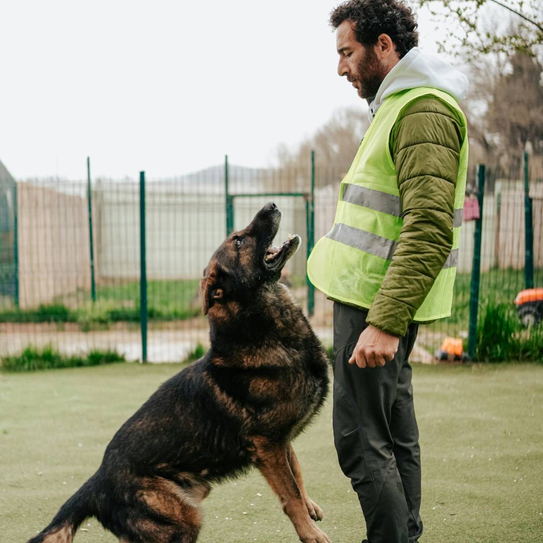 Dog Behavior And Training | Colonial Animal Hospital