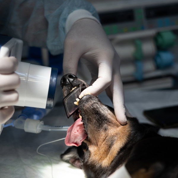 Veterinary Diagnostics In Colts Neck, NJ | Colonial Animal Hospital